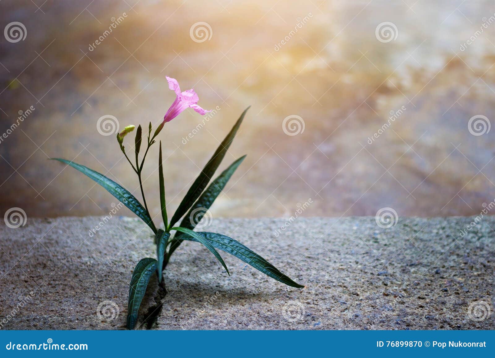 Growing Flower Background Photo | CartoonDealer.com #193967709