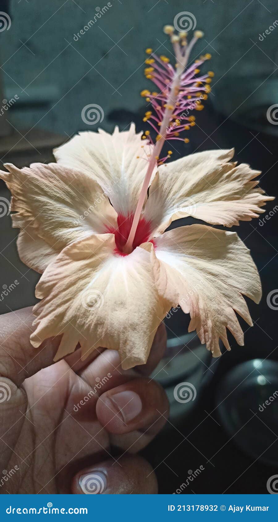 Pink flower in hand stock photo. Image of white, hand - 213178932