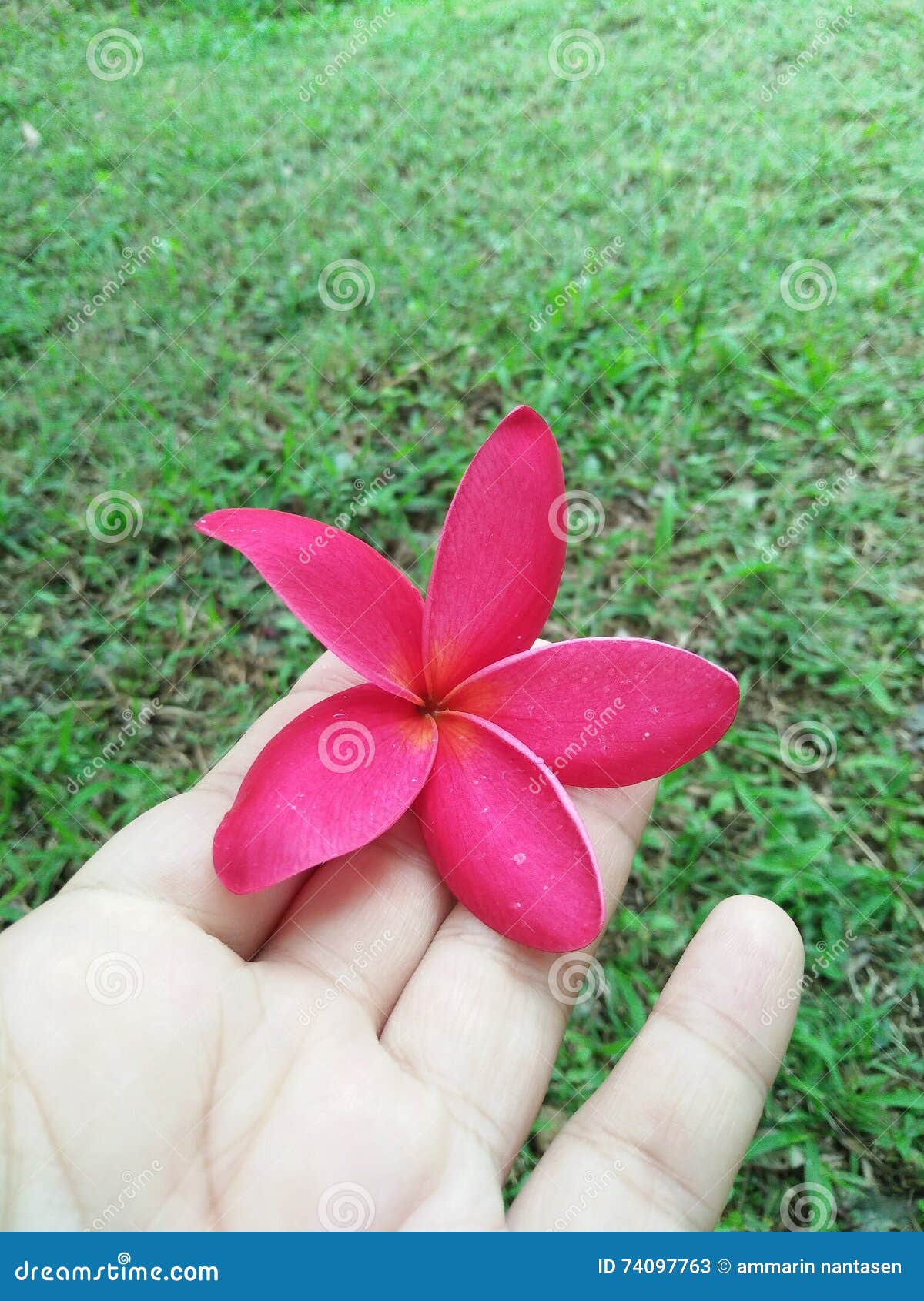 Pink flower stock image. Image of flower, pink, hand - 74097763