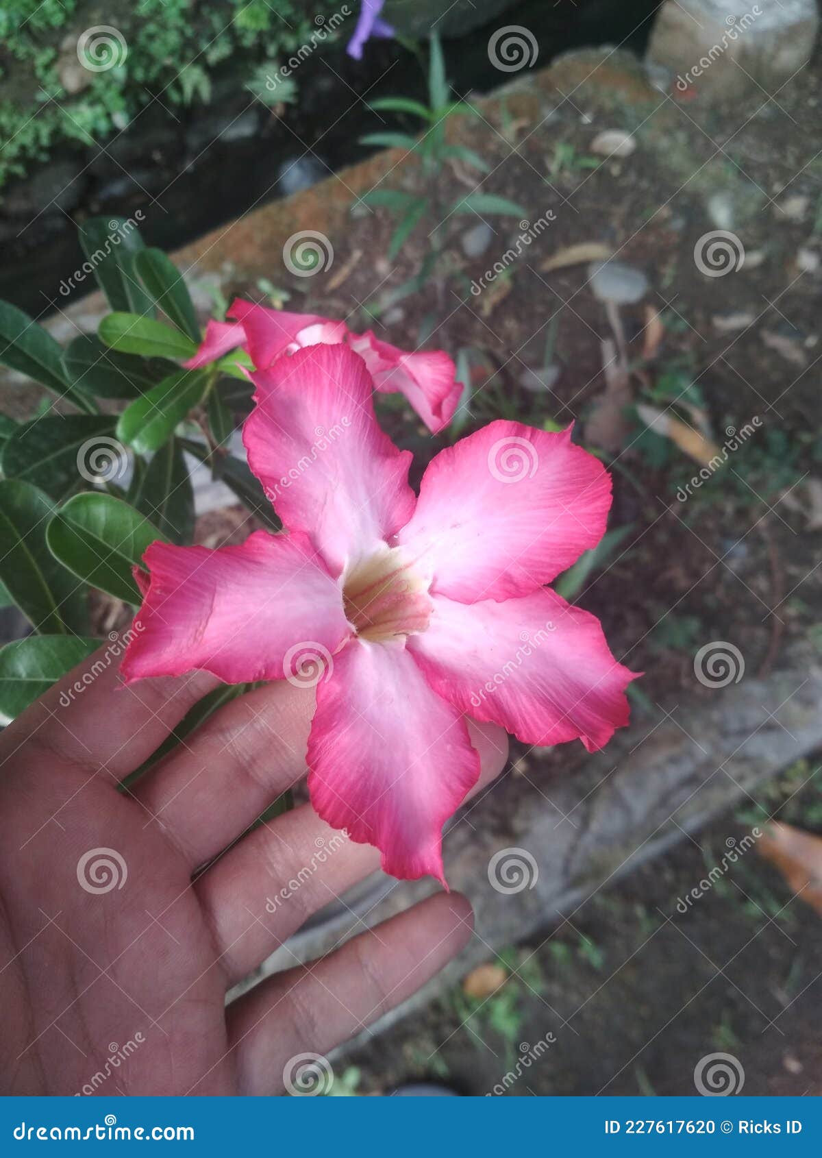 Pink flower in the hand stock photo. Image of leaf, pink - 227617620
