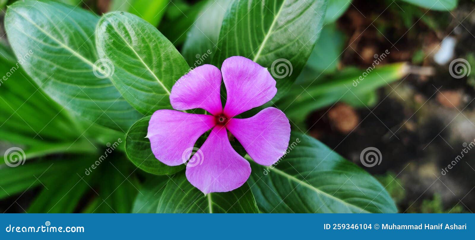 Pink Flower Has Blooming Perfectly Stock Photo - Image of blossom ...
