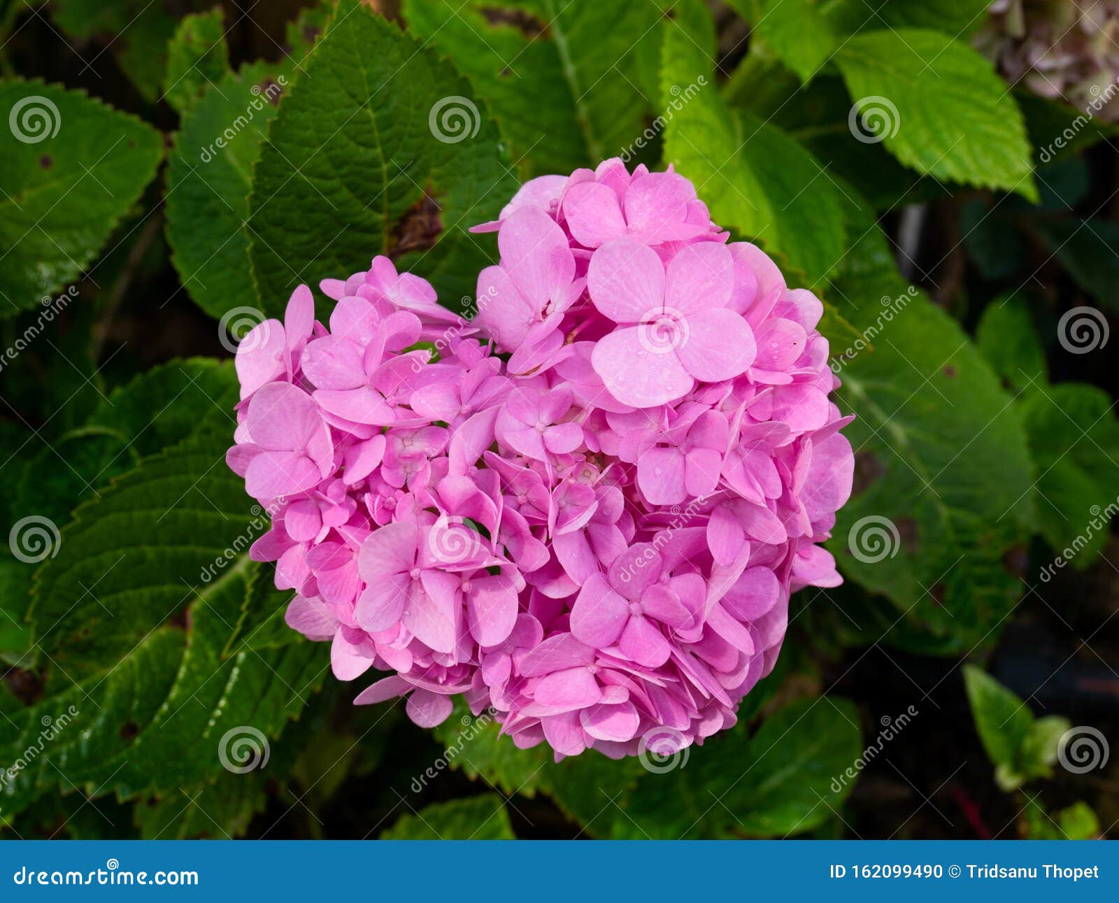 Pink Flower with Heart Shape Stock Photo - Image of green, heart: 162099490