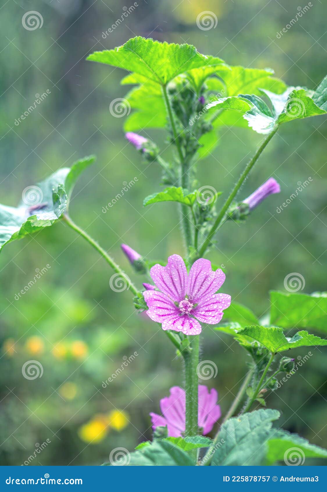 Pink Flower High Mallow Under the Rain Stock Image - Image of purple ...