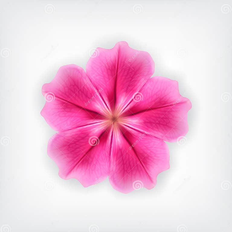 Pink flower stock vector. Illustration of growth, petal - 55449164