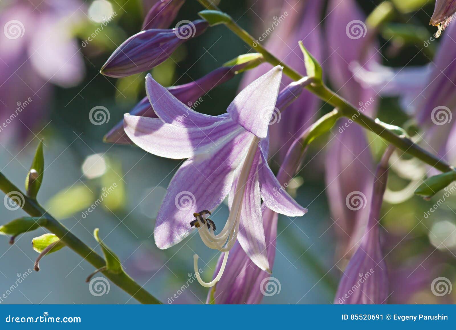 Pink flower Hosta stock image. Image of nature, color - 85520691