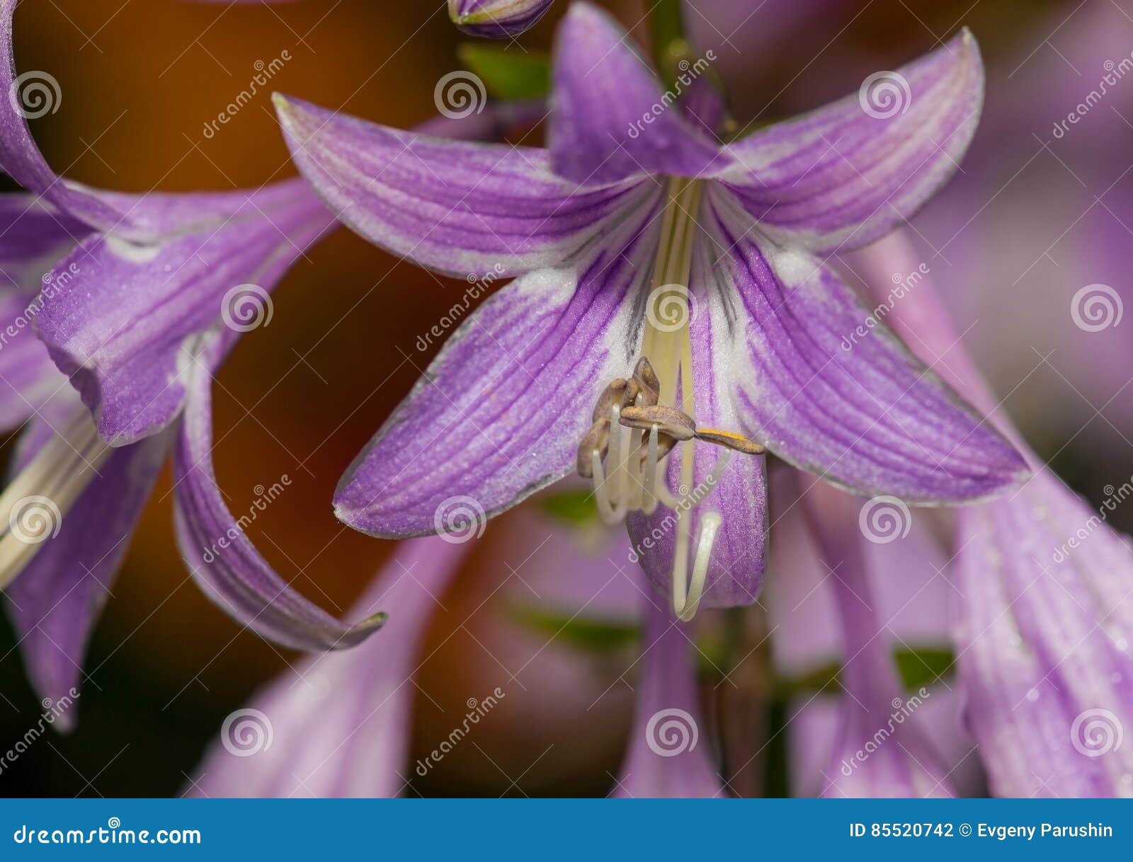 Pink flower Hosta stock photo. Image of bright, culture - 85520742
