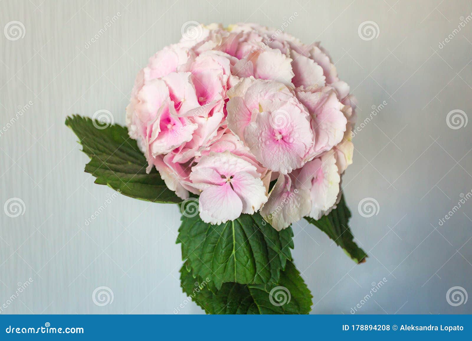 Pink Flower Hydrangea on White Background Stock Photo - Image of ...