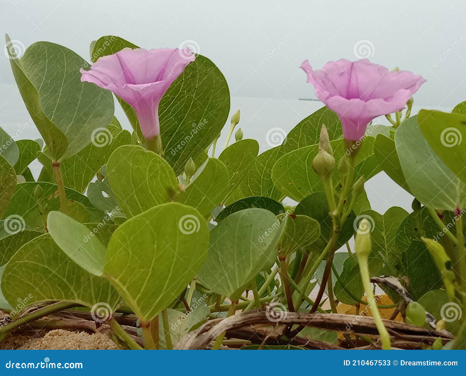 Njjk Stock Photos - Free & Royalty-Free Stock Photos from Dreamstime