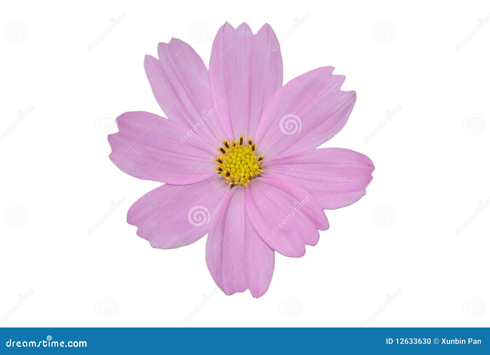 Pink flower isolated stock photo. Image of fresh, flora - 12633630