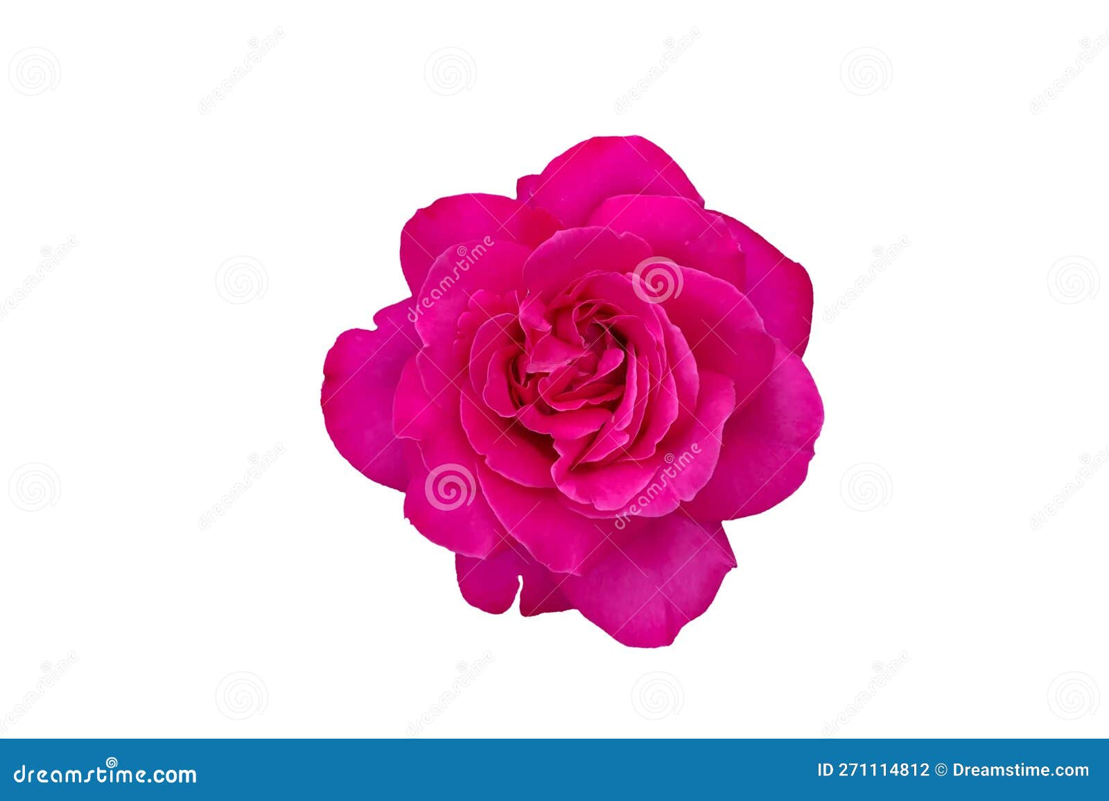 Pink Flower Isolated on a White Background - Image Stock Photo - Image ...