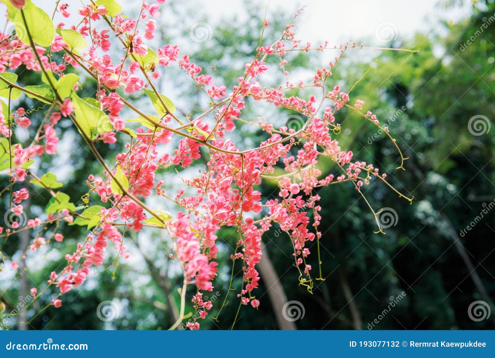 Pink Flower of Ivy in Garden Stock Photo - Image of fence, gardening ...