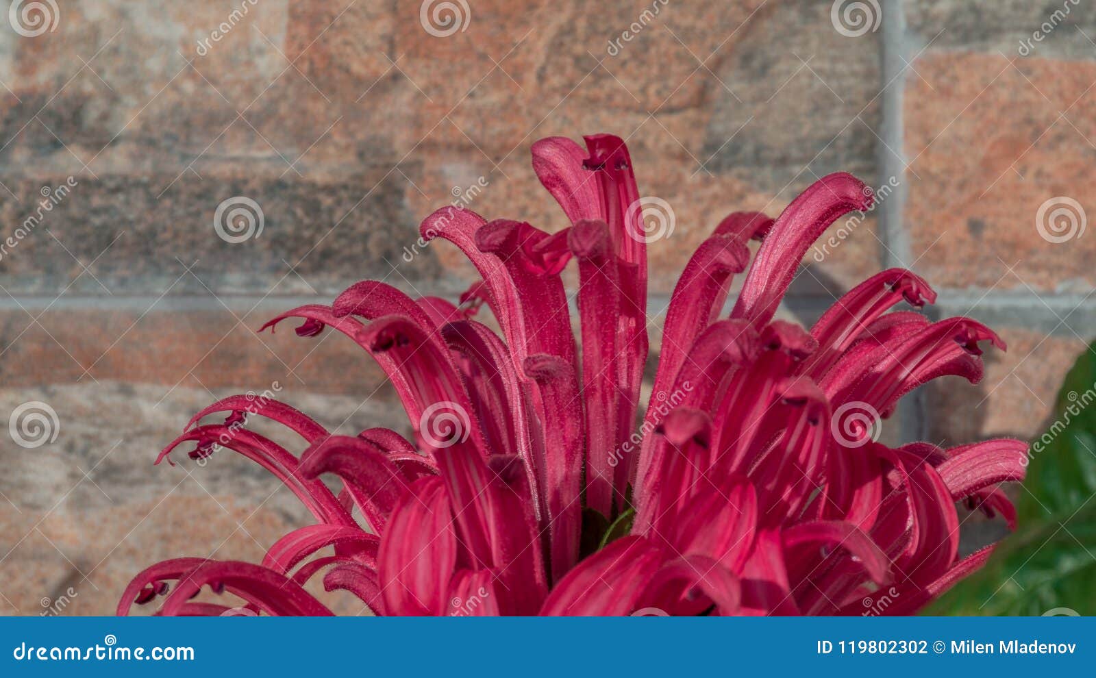 Pink flower - Jacobinia stock photo. Image of carnea - 119802302