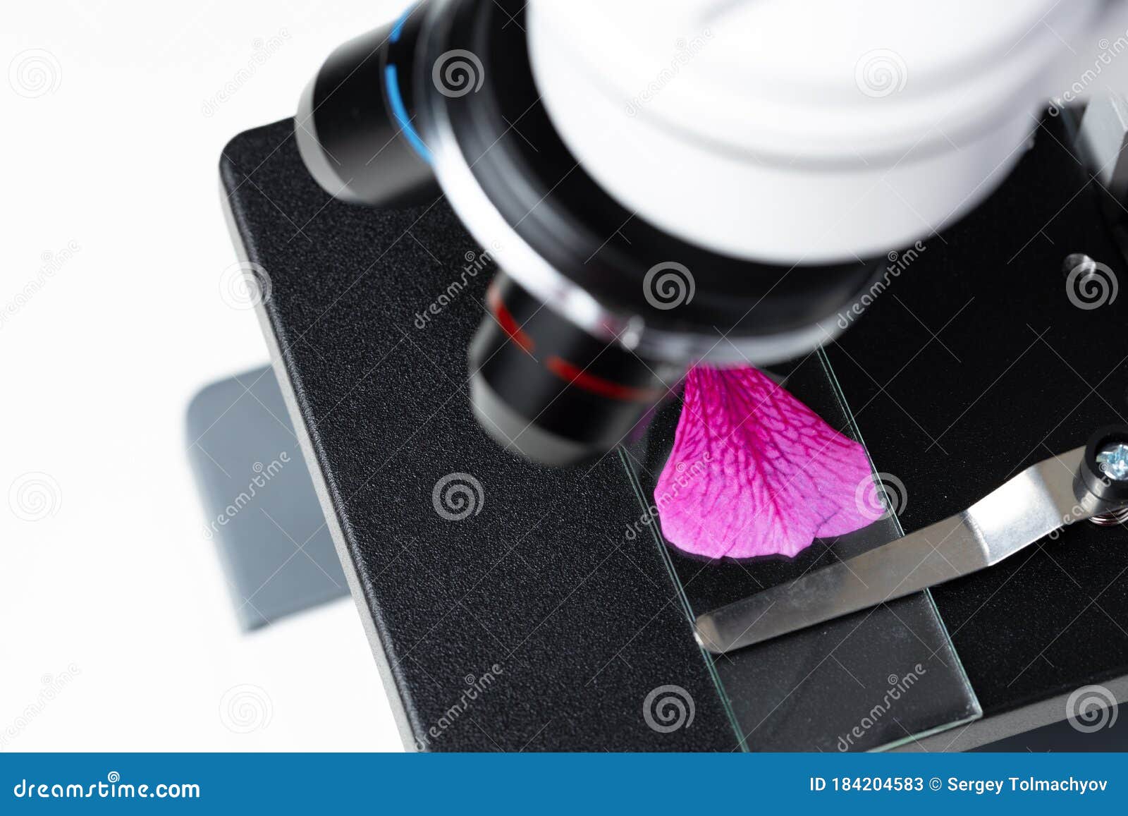 Pink Flower Leaf on a Glass Slide on a Microscope Stock Image - Image ...