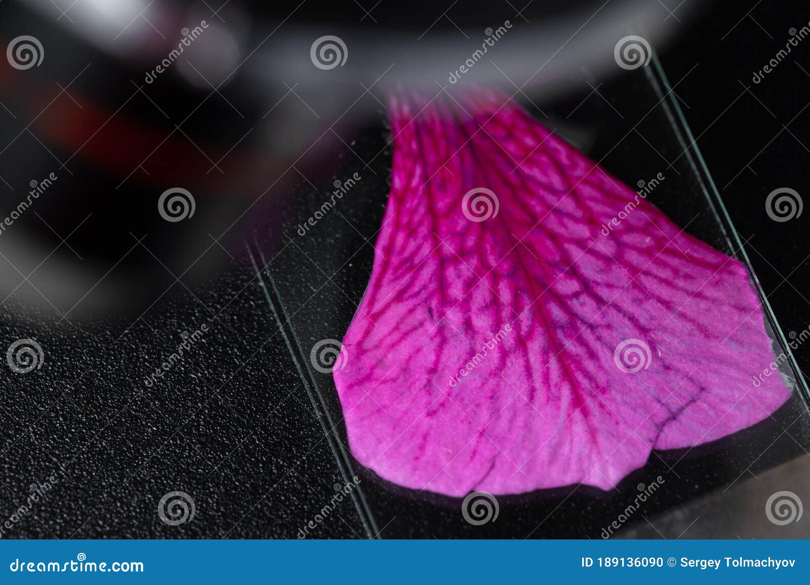 Pink Flower Leaf on a Glass Slide on a Microscope Stock Photo - Image ...