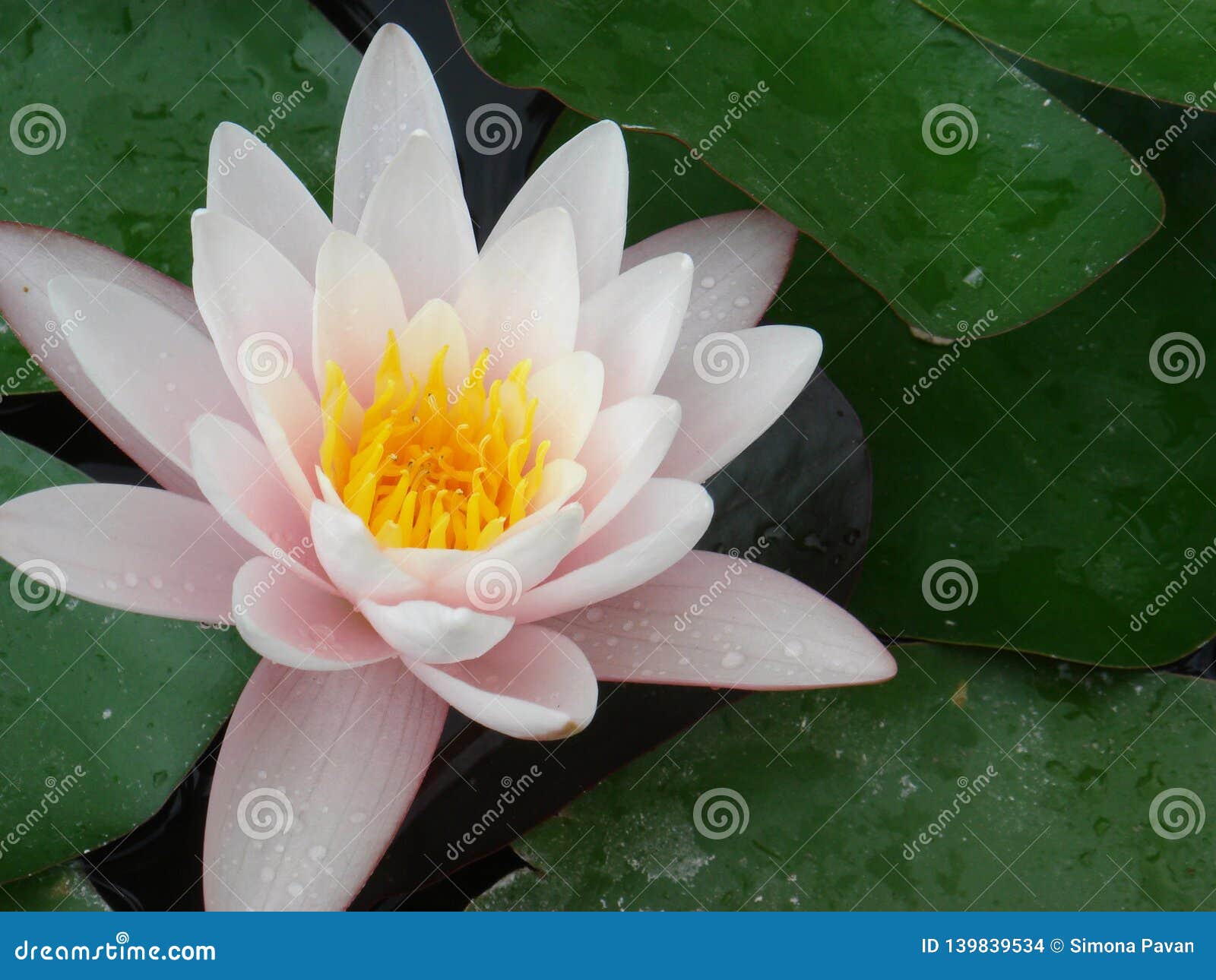 Nymphaea pink flower stock photo. Image of nymphaea - 139839534