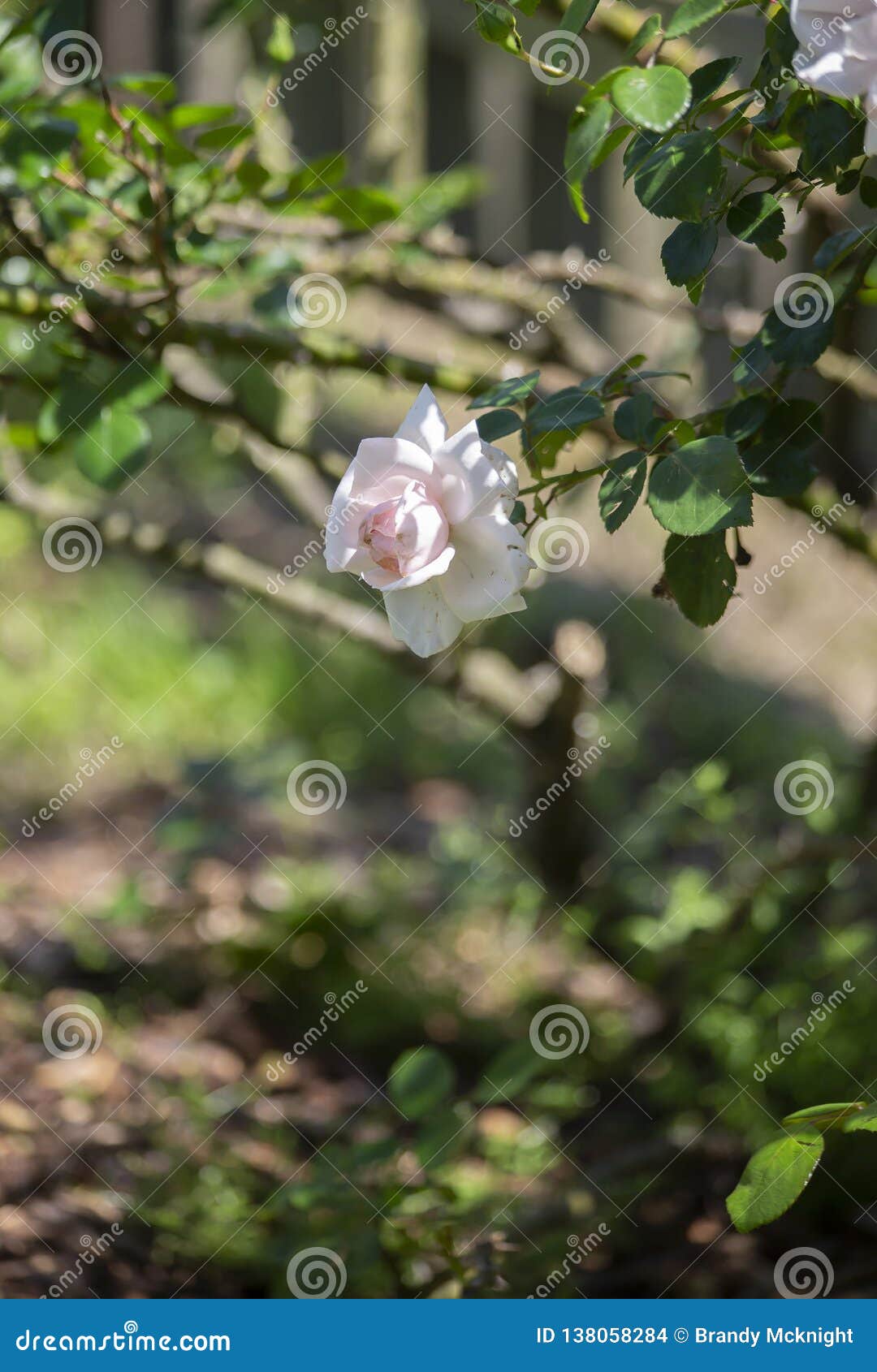 Pink Flower Blooming on Vine Stock Photo - Image of outside, colorful ...