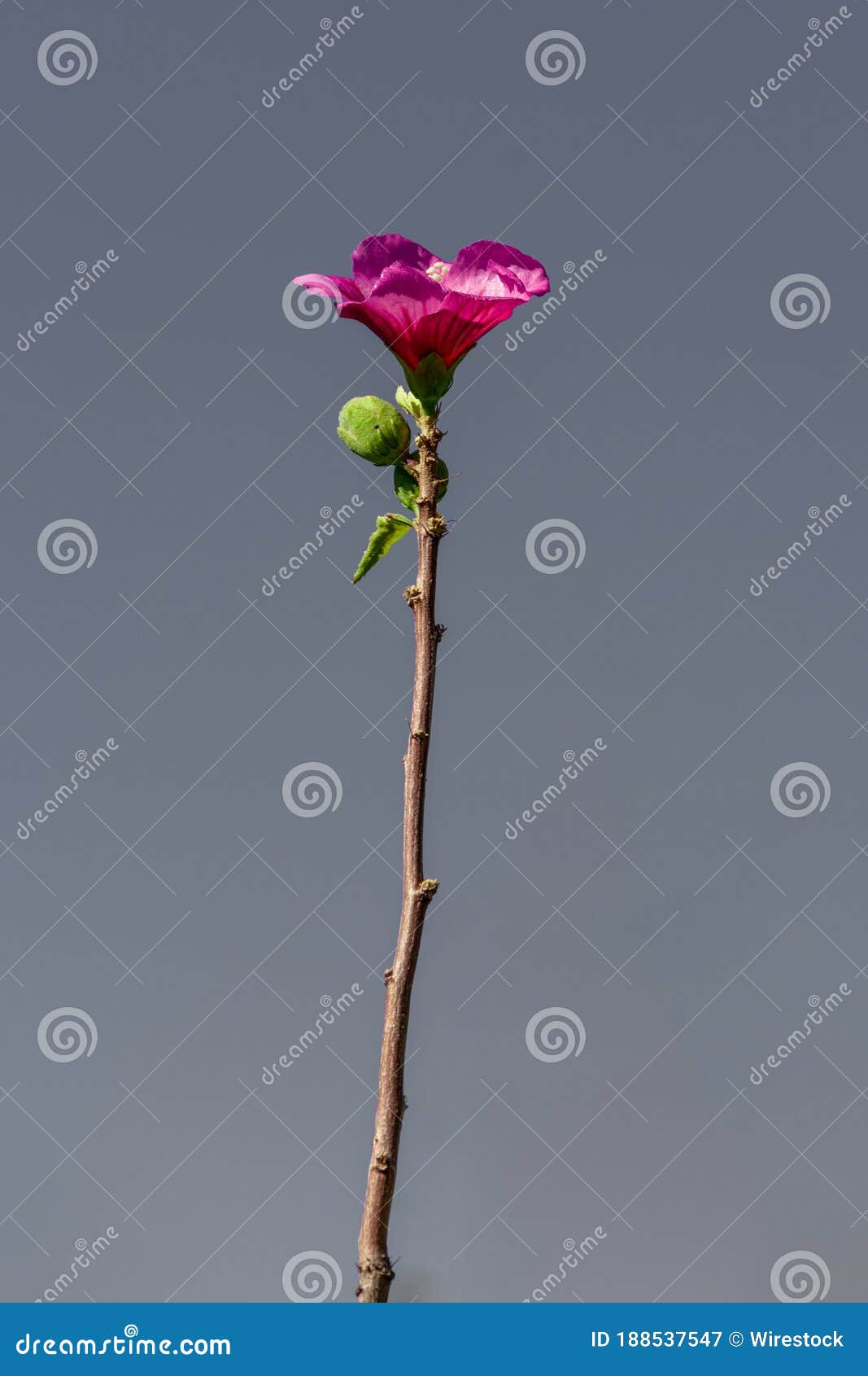 Pink Flower with Long and Wide Stem Isolated on the Grey Background ...