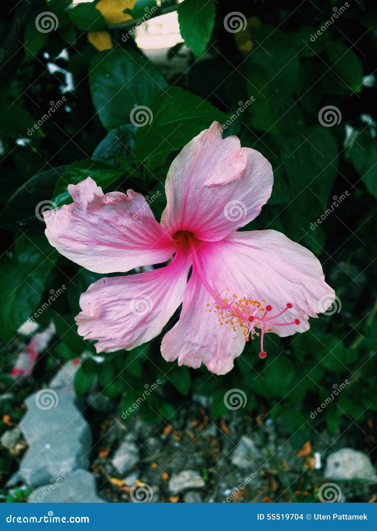 Pink flower stock photo. Image of chaba, loved, flower - 55519704