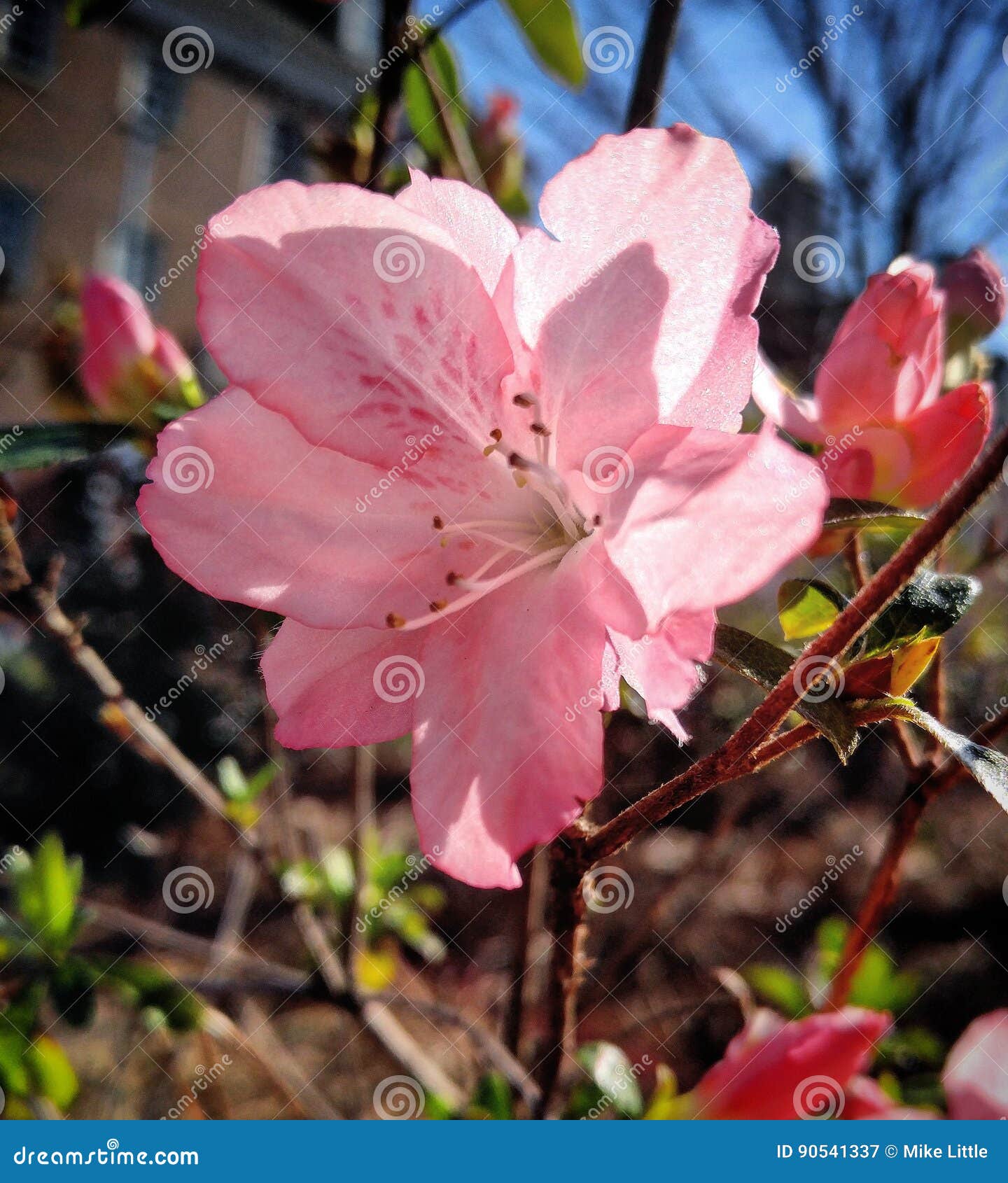 Pink flower stock image. Image of downtown, georgia, macon - 90541337