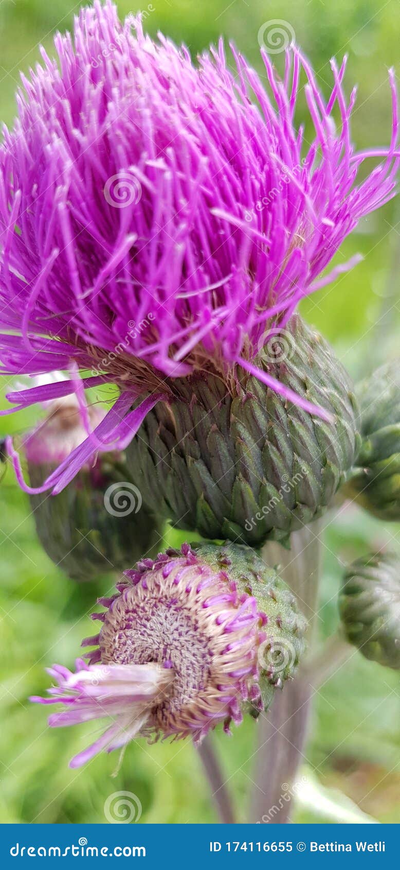 Pink Flower Makro Very Detailed Stock Image - Image of detailed, flower ...
