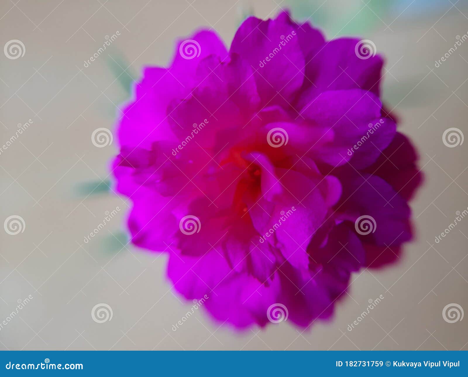 Pink Flower.Micro Photo of Pink Color Flower! Stock Image - Image of ...