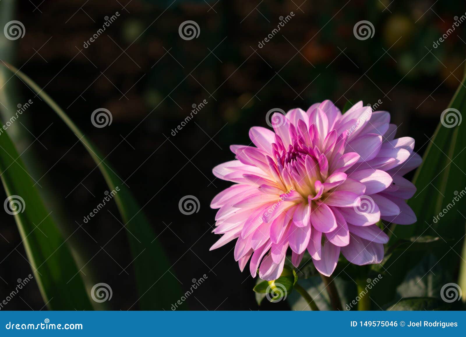 Pink Flower with Multiple Petals at Sunset Stock Photo - Image of plant ...