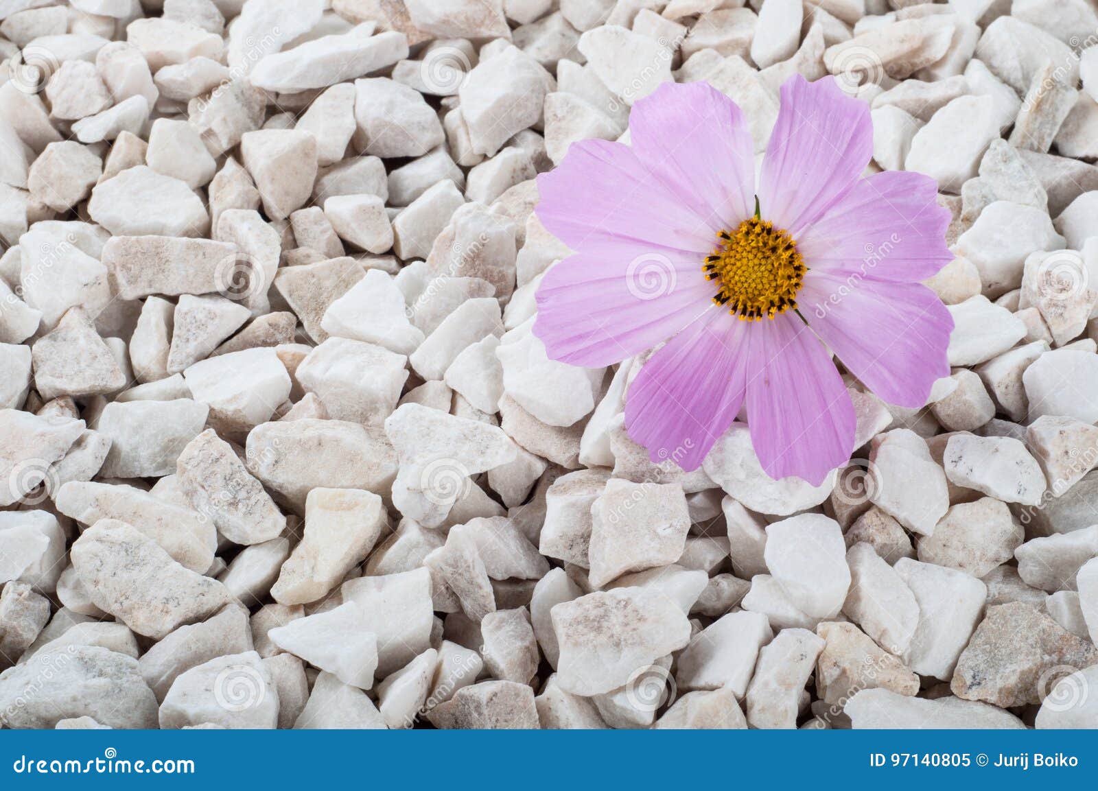Pink Flower in Nature. it Grows on Rocks in the Rock Stock Image ...
