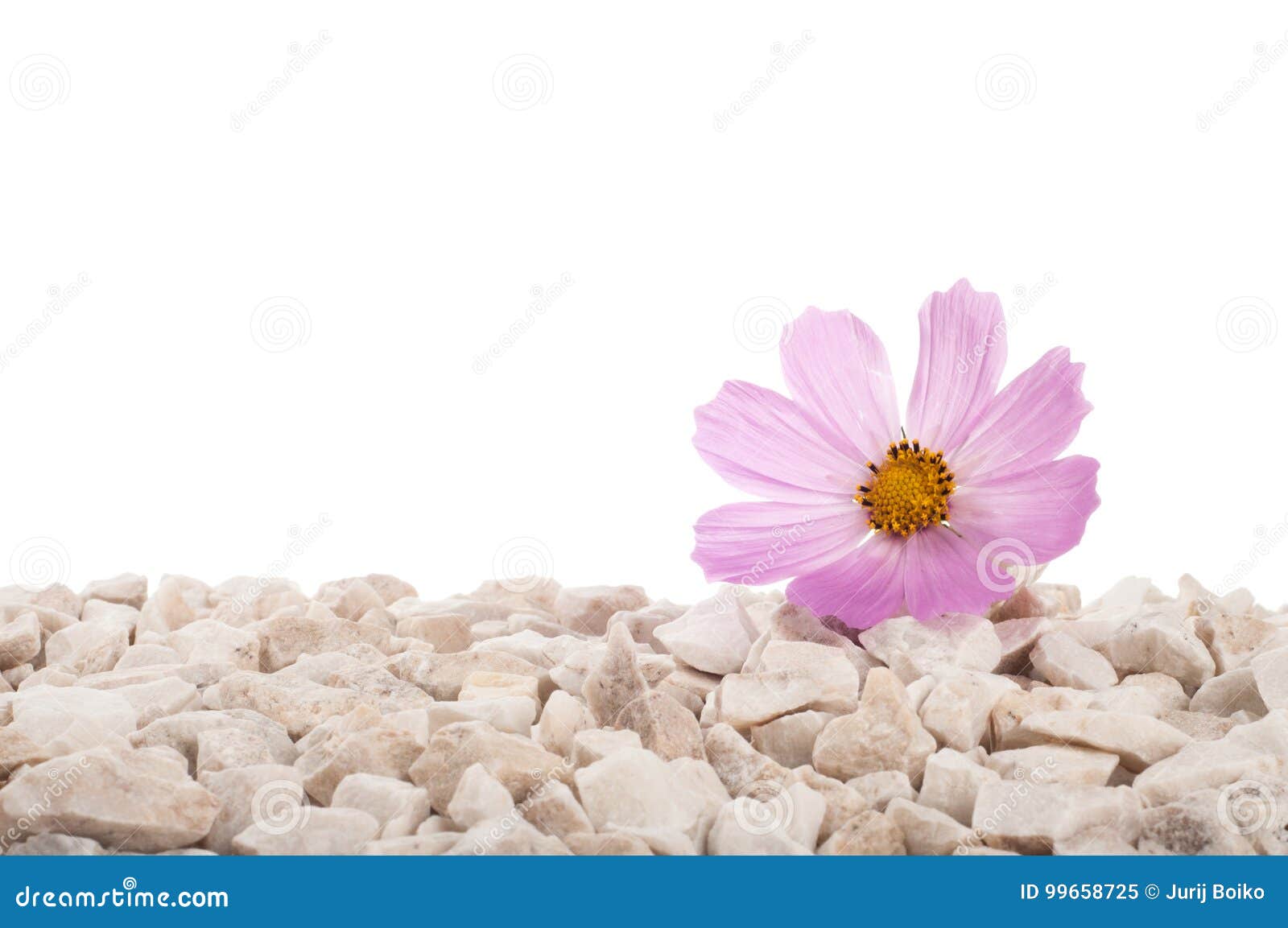 Pink Flower in Nature. it Grows on Rocks in the Rock Stock Image ...