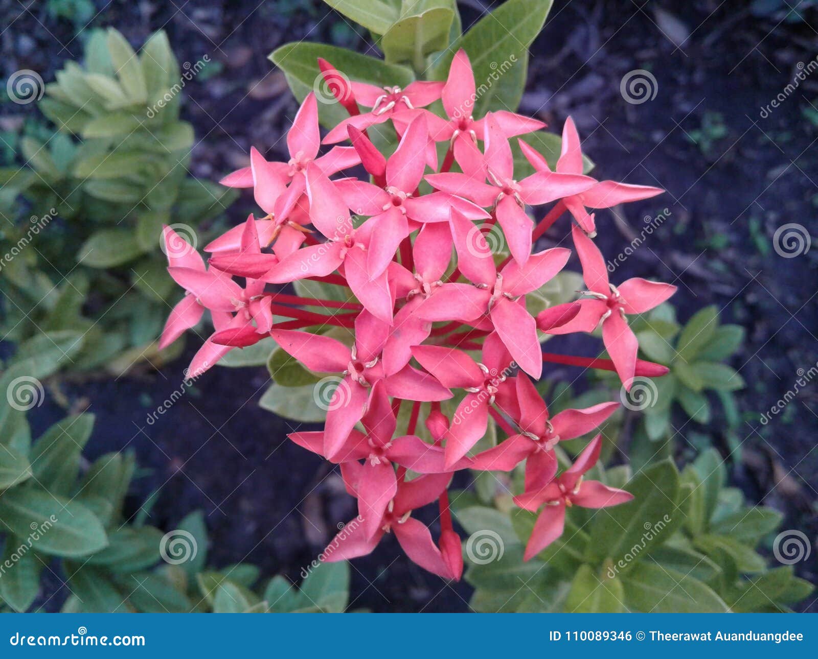 Spike flower stock photo. Image of petal, pink, needle - 110089346