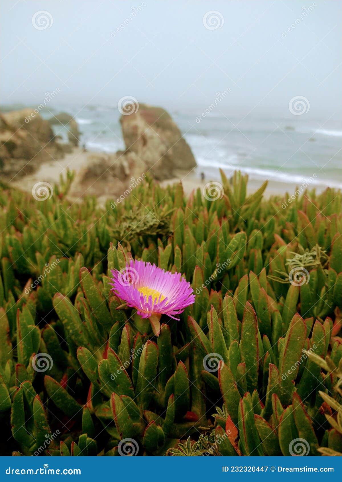 Pink flower ocean side stock image. Image of lawn, side - 232320447