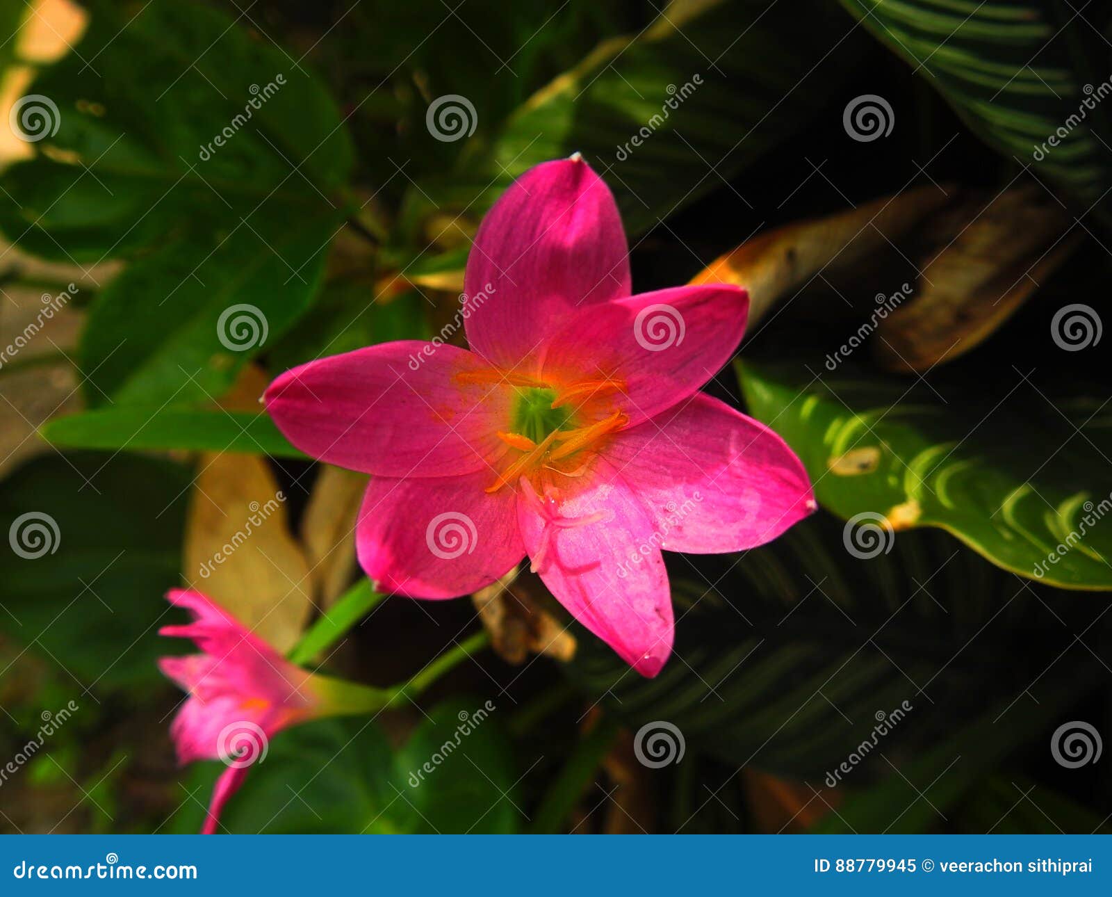 Pink flower one. stock image. Image of colorful, elegance - 88779945
