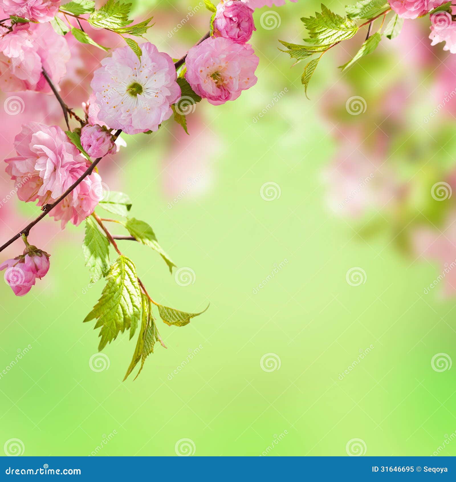 Pink flower of an Oriental stock image. Image of beauty - 31646695