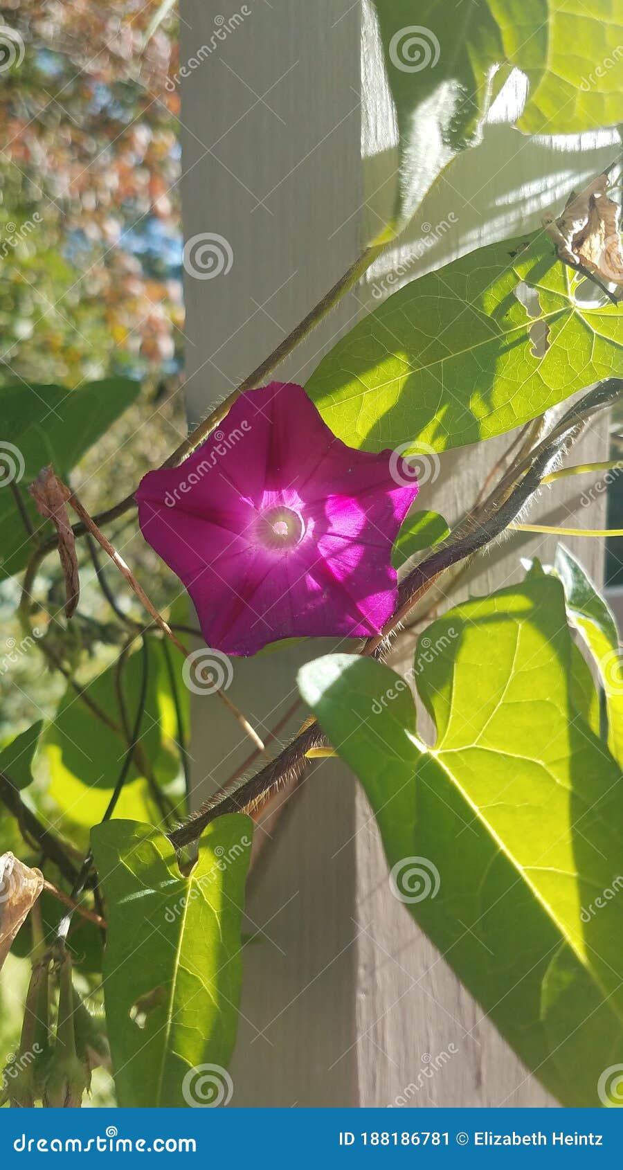 Pink flower outside stock image. Image of plant, fruit - 188186781