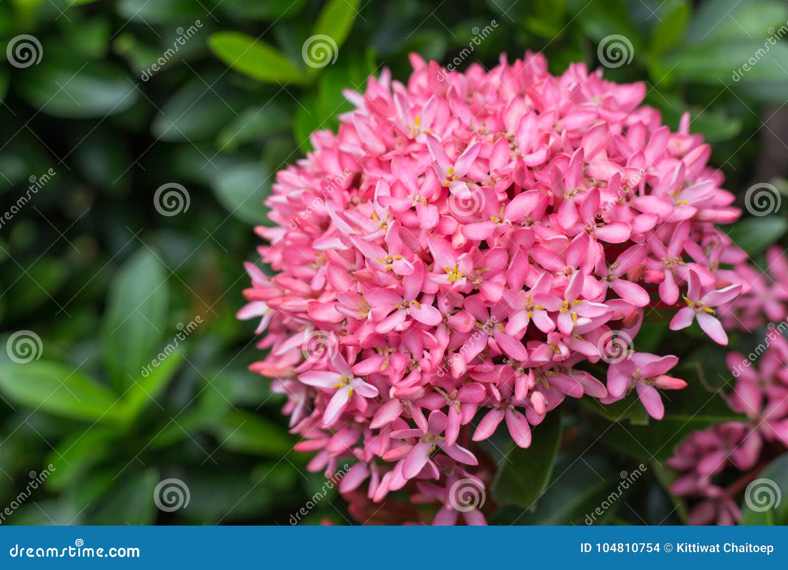 Pink flower in park stock photo. Image of closeup, coccinea - 104810754