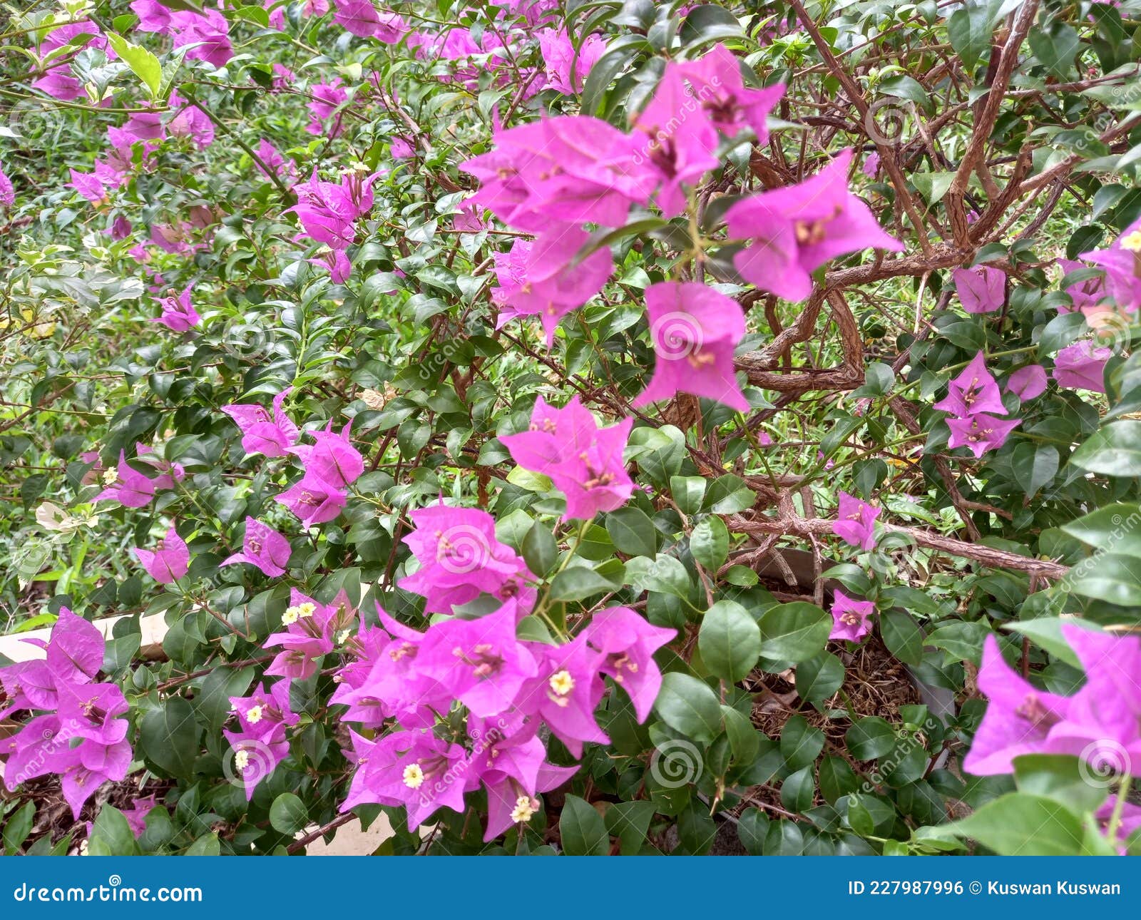Pink flower in the park stock photo. Image of plant - 227987996