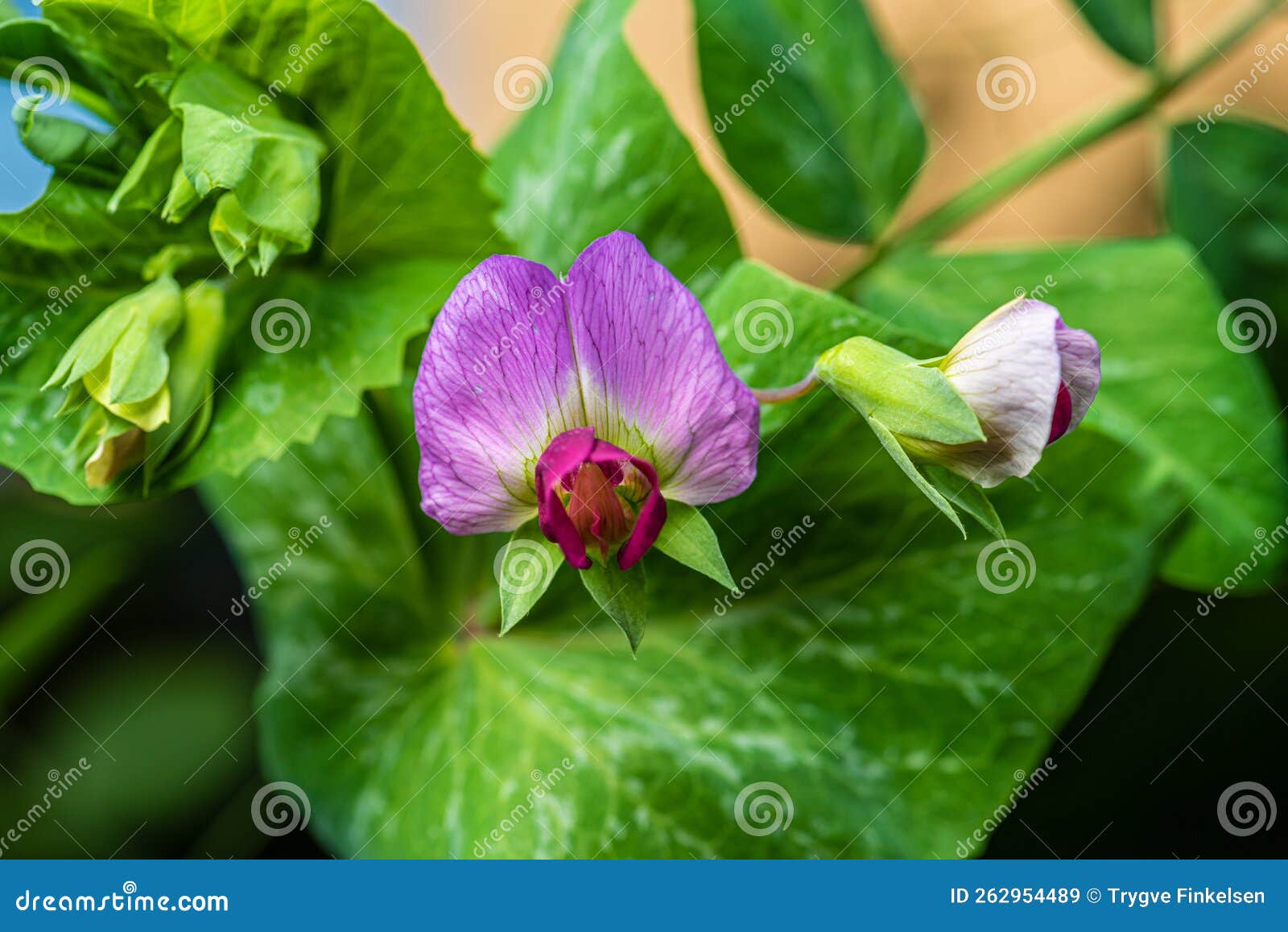 Pink flower of pea plant.. stock image. Image of bouquet - 262954489