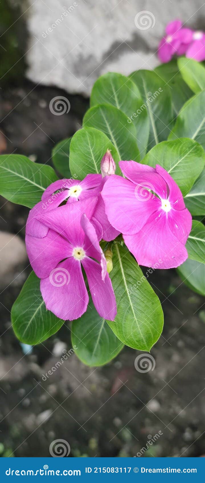 Pink flower periwinkle stock image. Image of periwinkle - 215083117