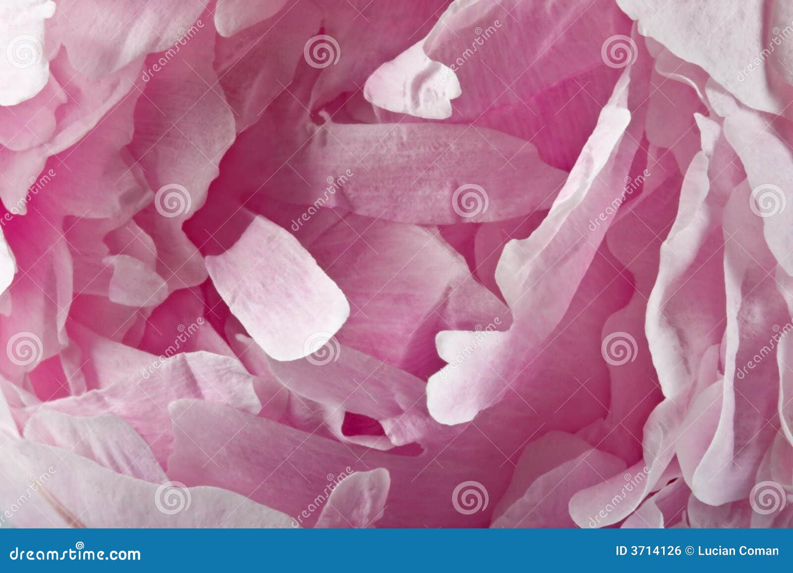 Pink Flower Petals stock photo. Image of abstract, garden - 3714126