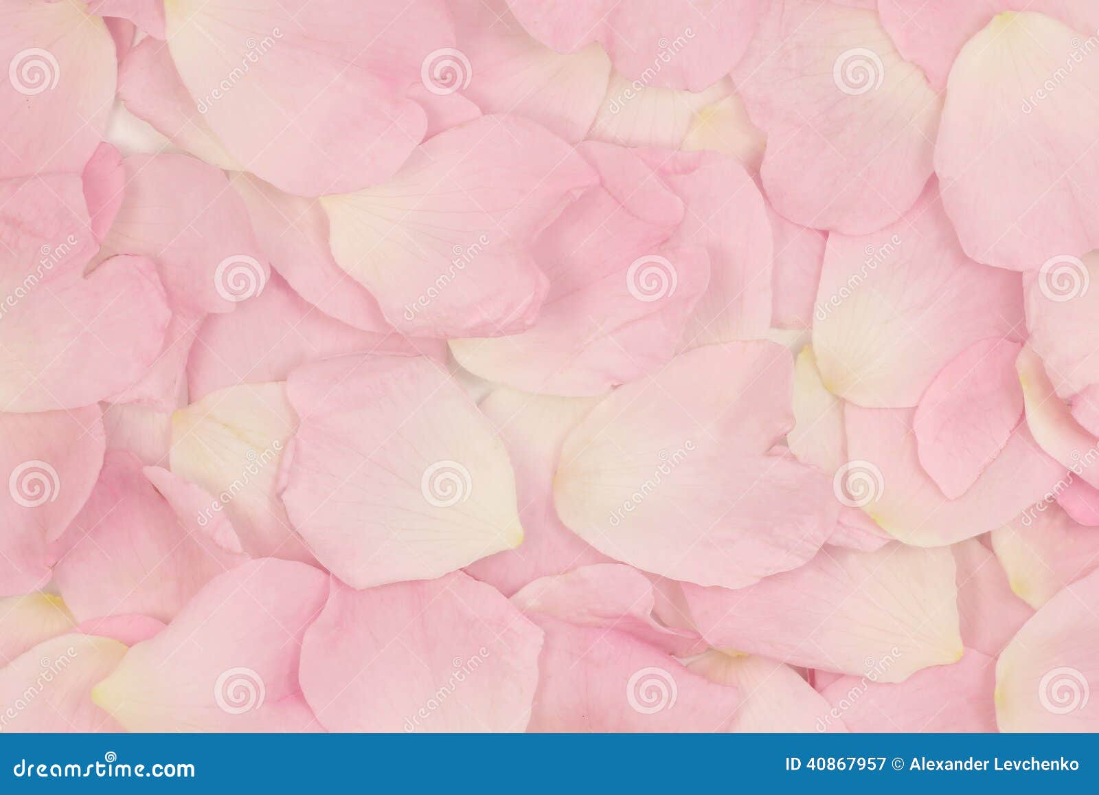 Pink Flower Petals Background Stock Image - Image of flower, petals ...
