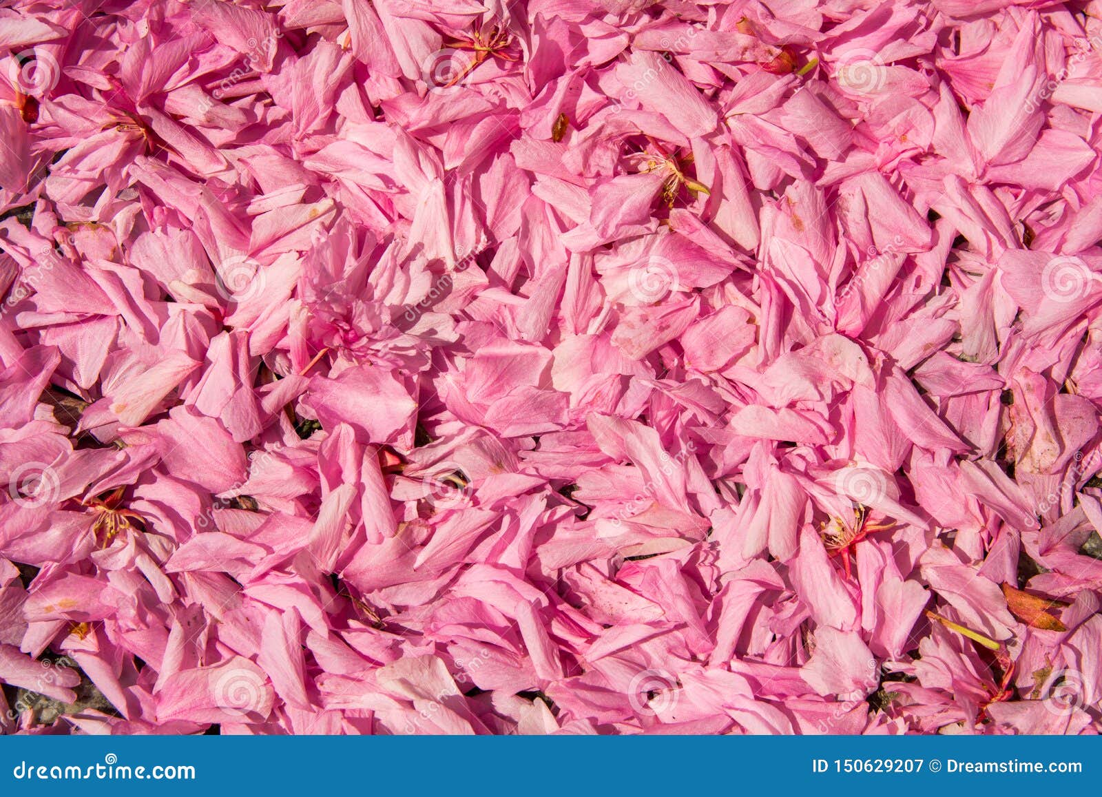 Pink Flower Petals Background Stock Image - Image of rose, texture ...