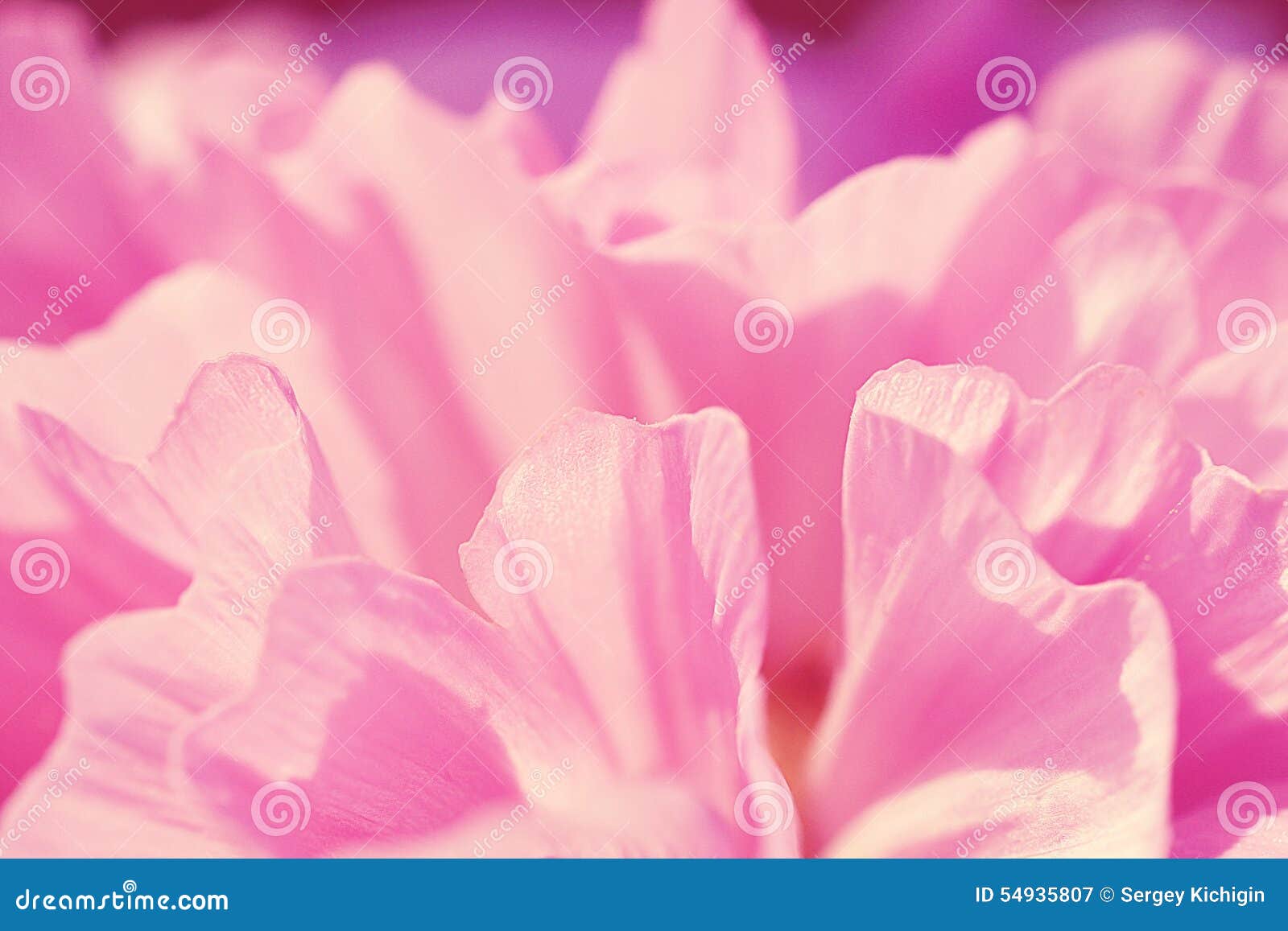 Curve Of Pink Cherry Blossom (Wild Himalayan Cherry) At Khun Chang Kian ...