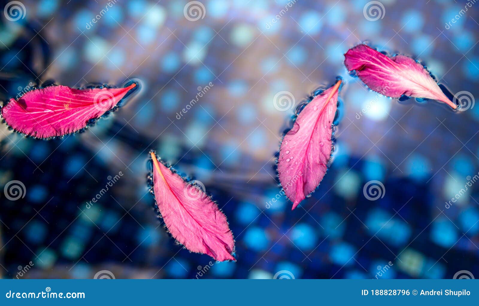 Pink Flower Petals Float on the Surface of Water Stock Photo - Image of ...
