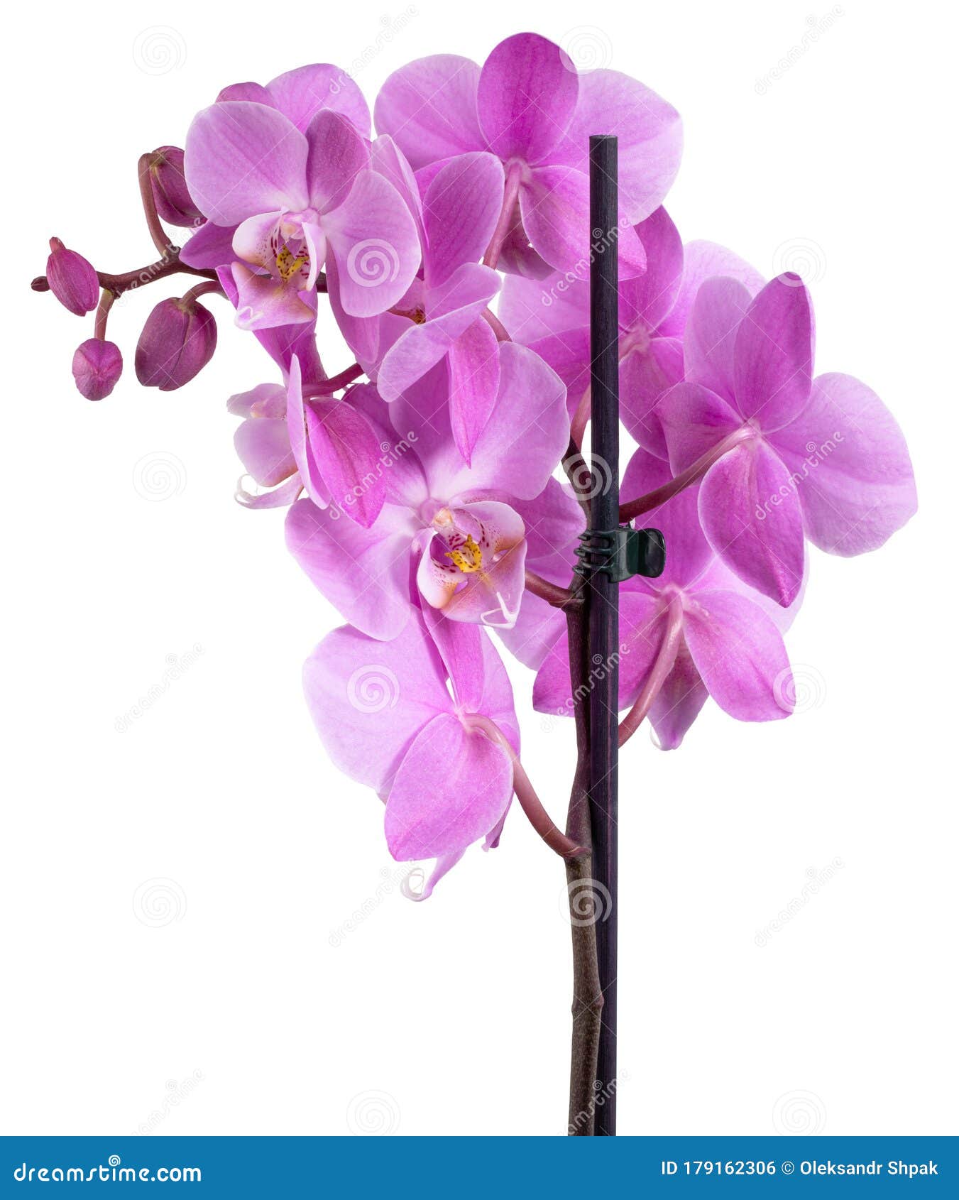 Pink Flower Phalaenopsis Orchid Isolated On White Background Stock