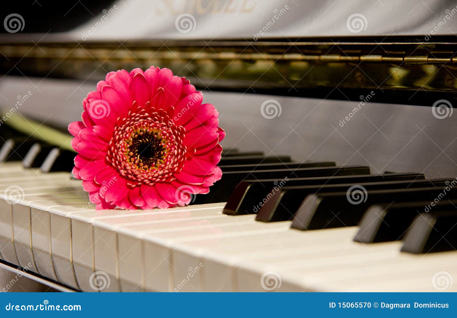 Pink flower on piano stock photo. Image of flower, grey - 15065570