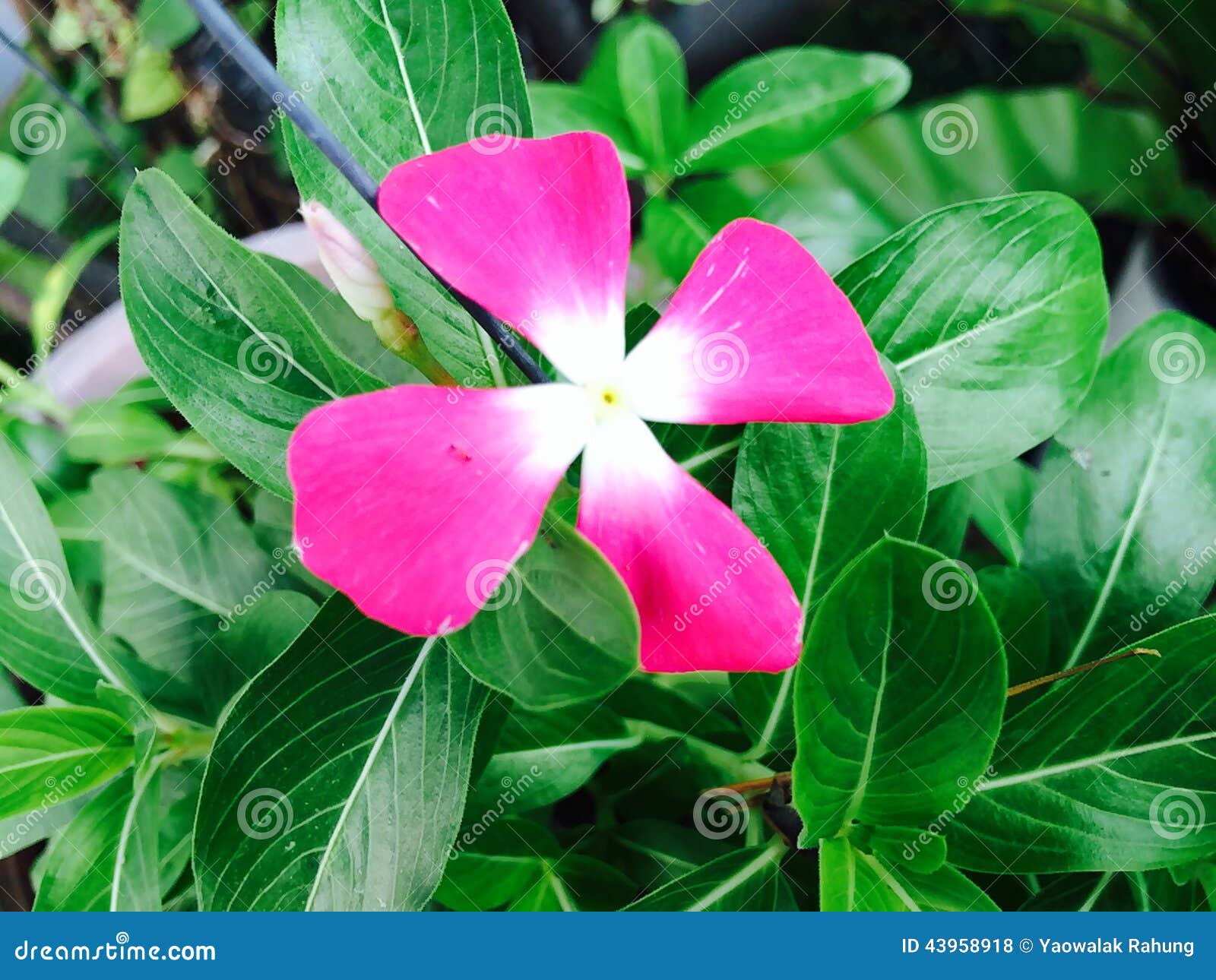 Pink flower stock photo. Image of ping, pattern, garden - 43958918