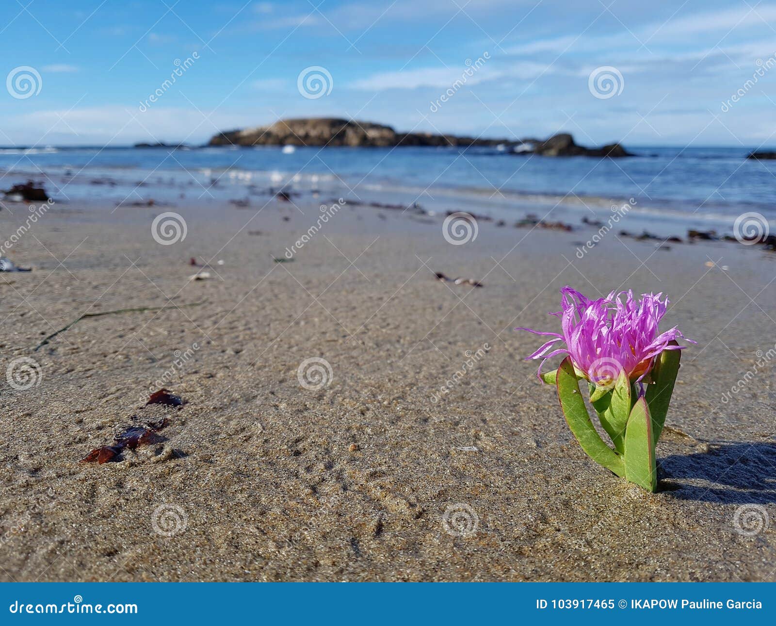 Pink Flower on a Beach of the Californian Coast Stock Image - Image of ...