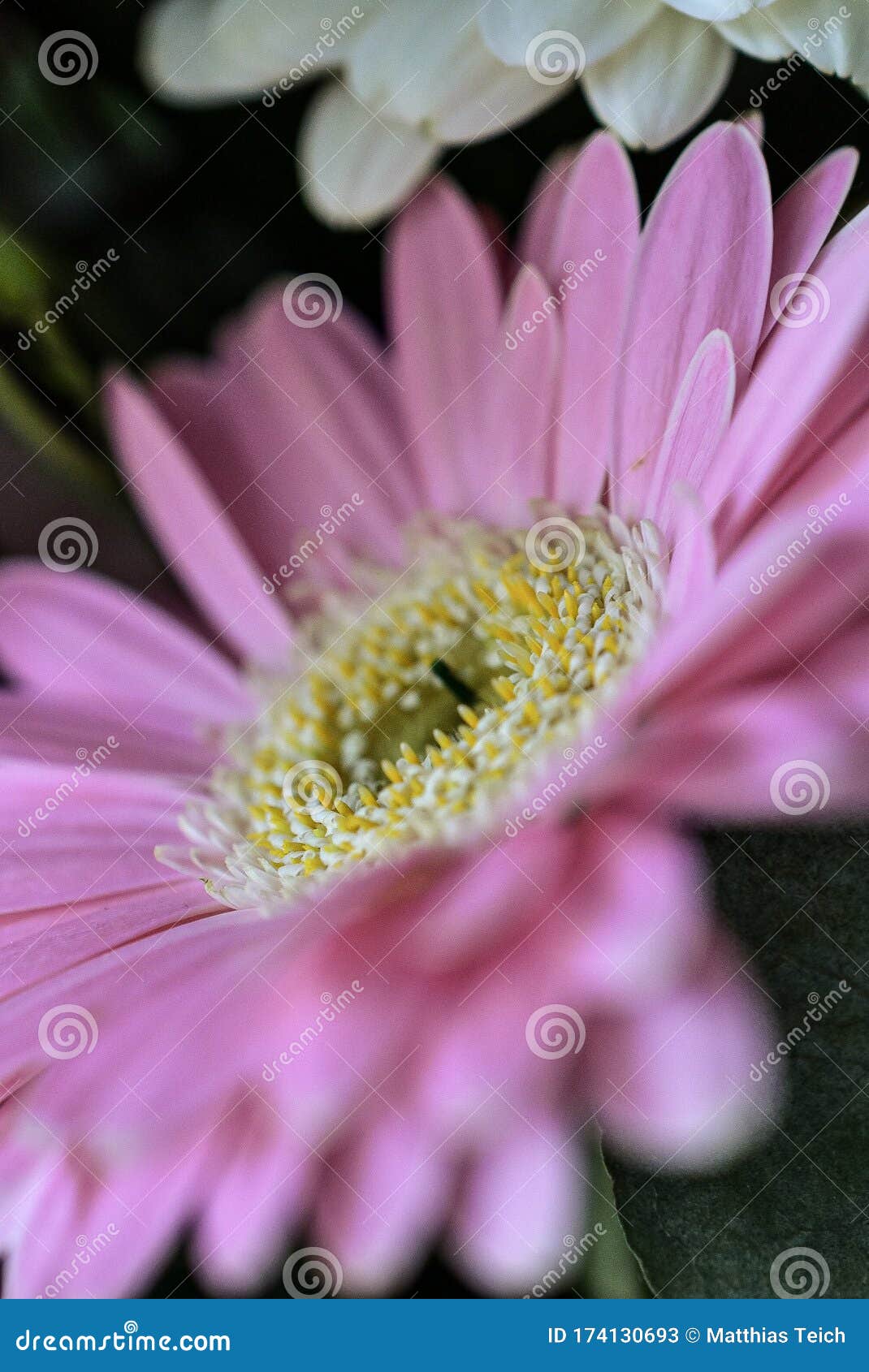 Pink flower stock image. Image of close, amazing, pink - 174130693