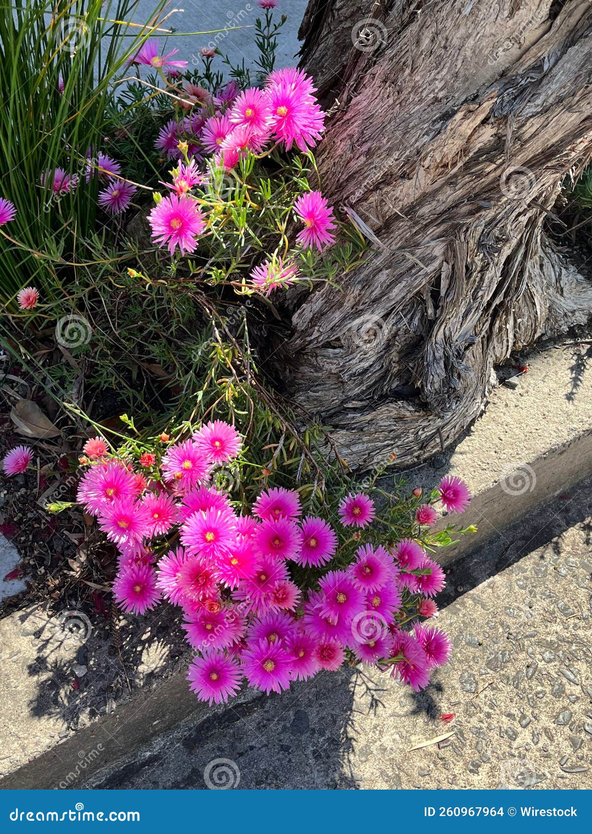Pink Flower Plant in the Garden Stock Photo - Image of botany, petal ...