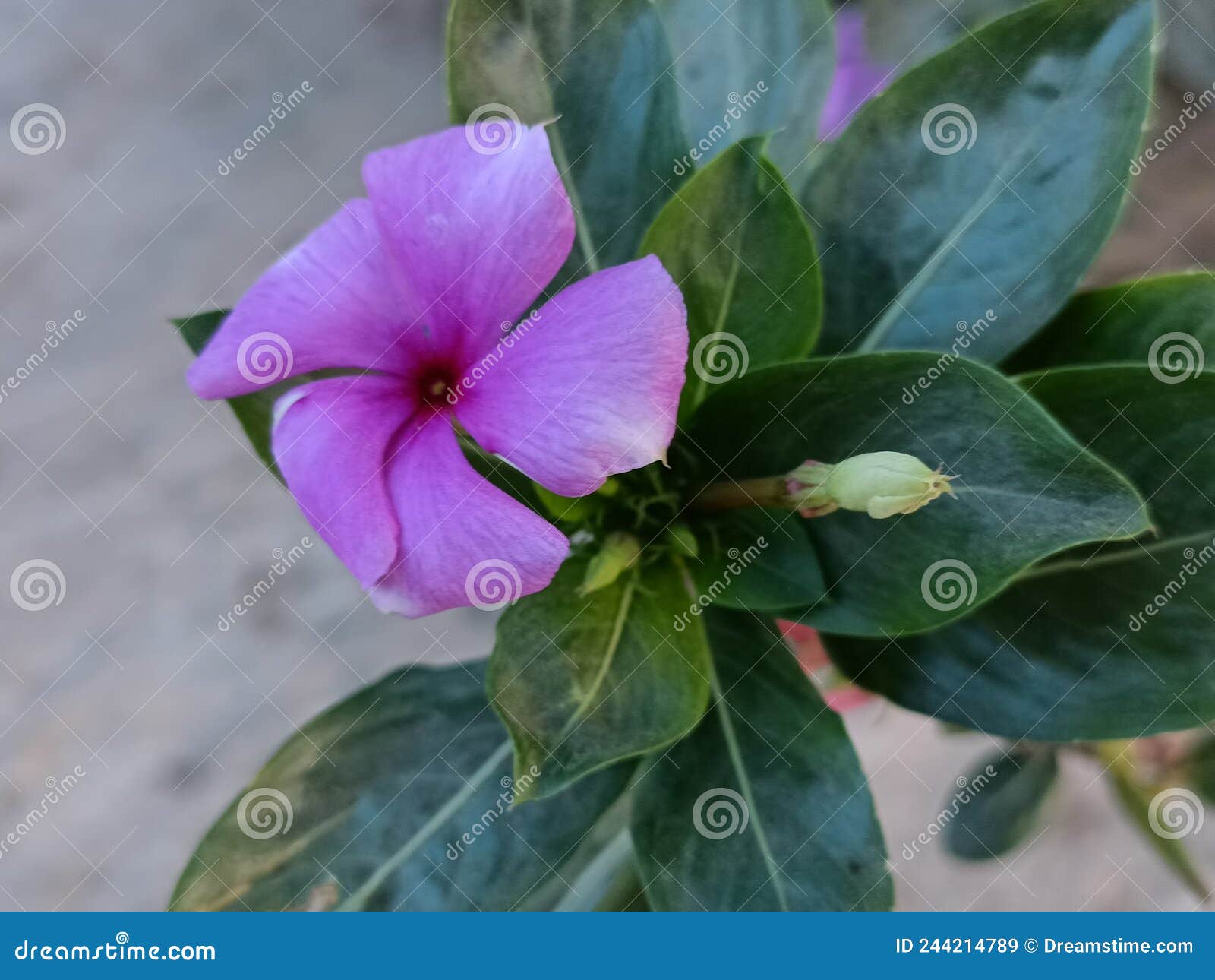 Pink flower in plot stock image. Image of flower, pink - 244214789