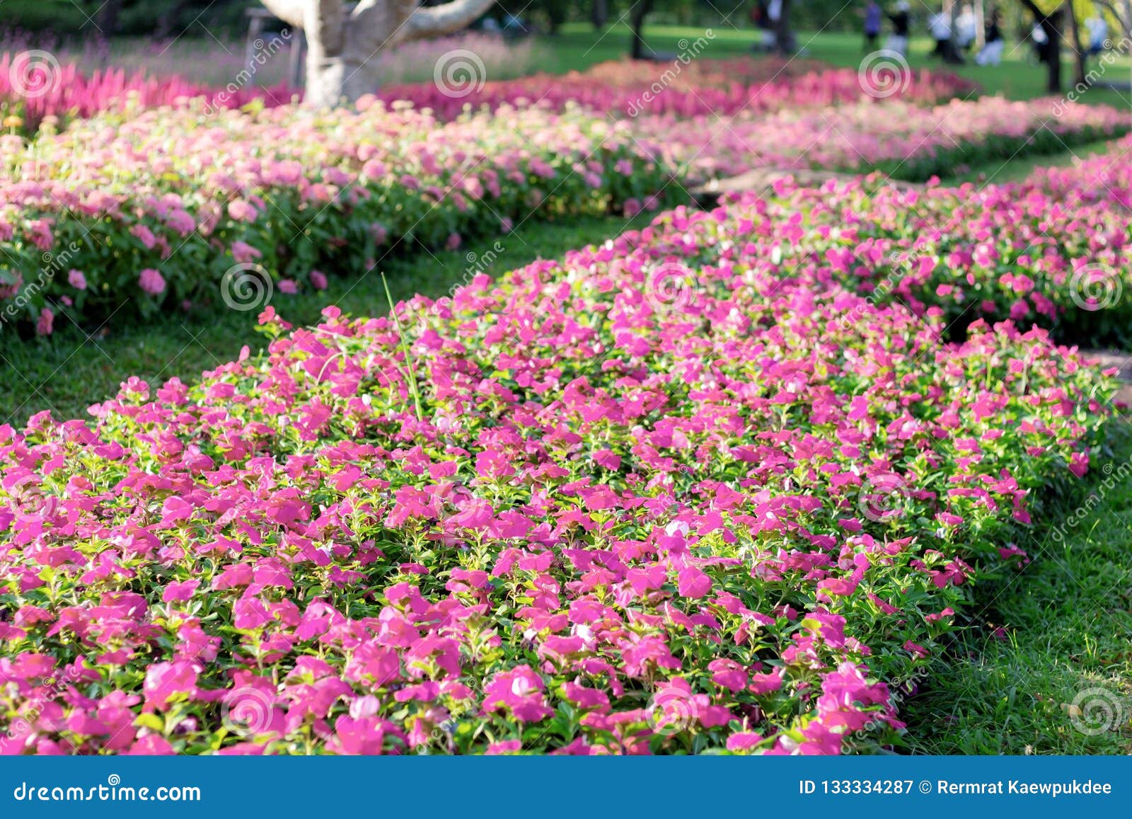 Pink flower on plot stock image. Image of flora, flower - 133334287